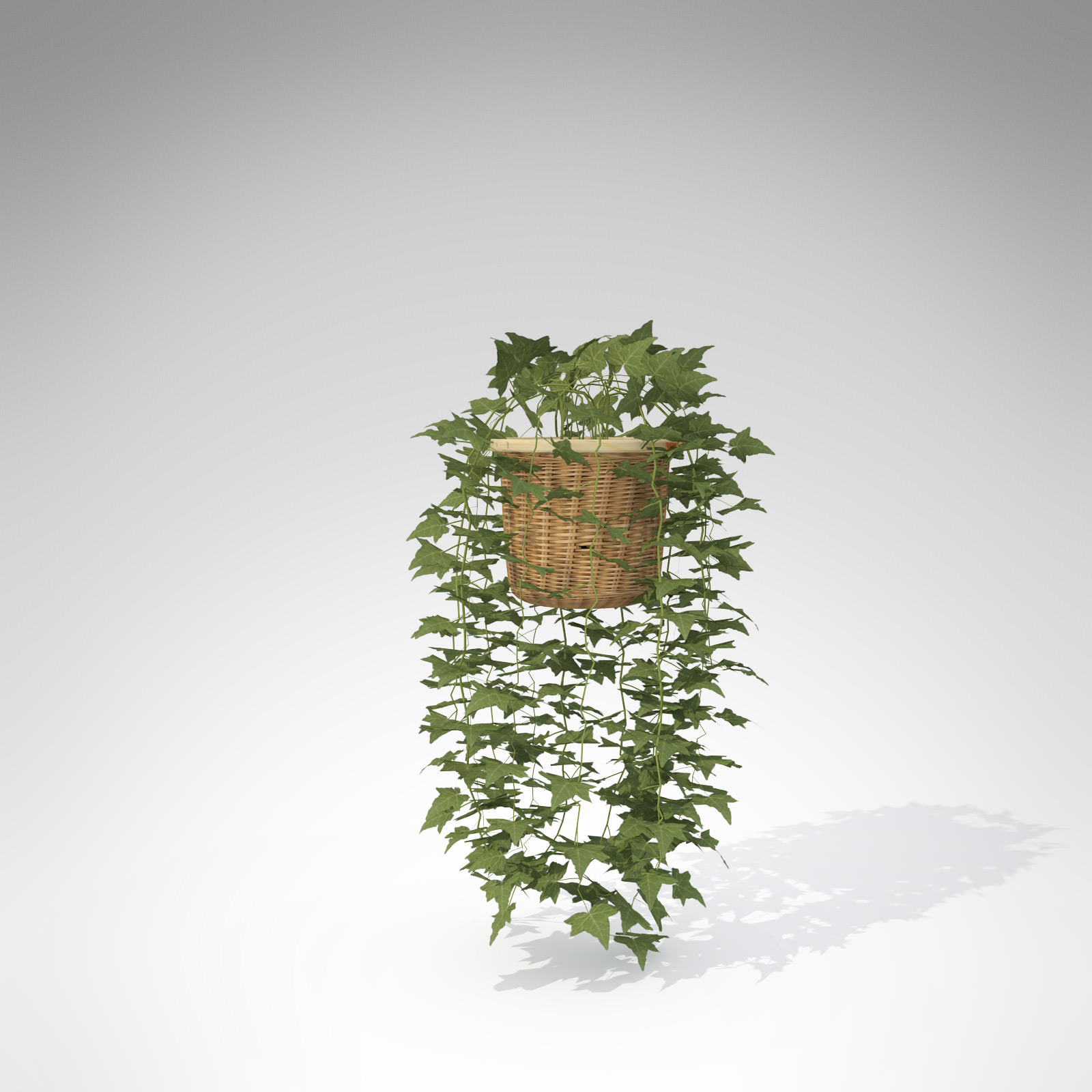 XfrogPlants Common Ivy 3D model | CGTrader