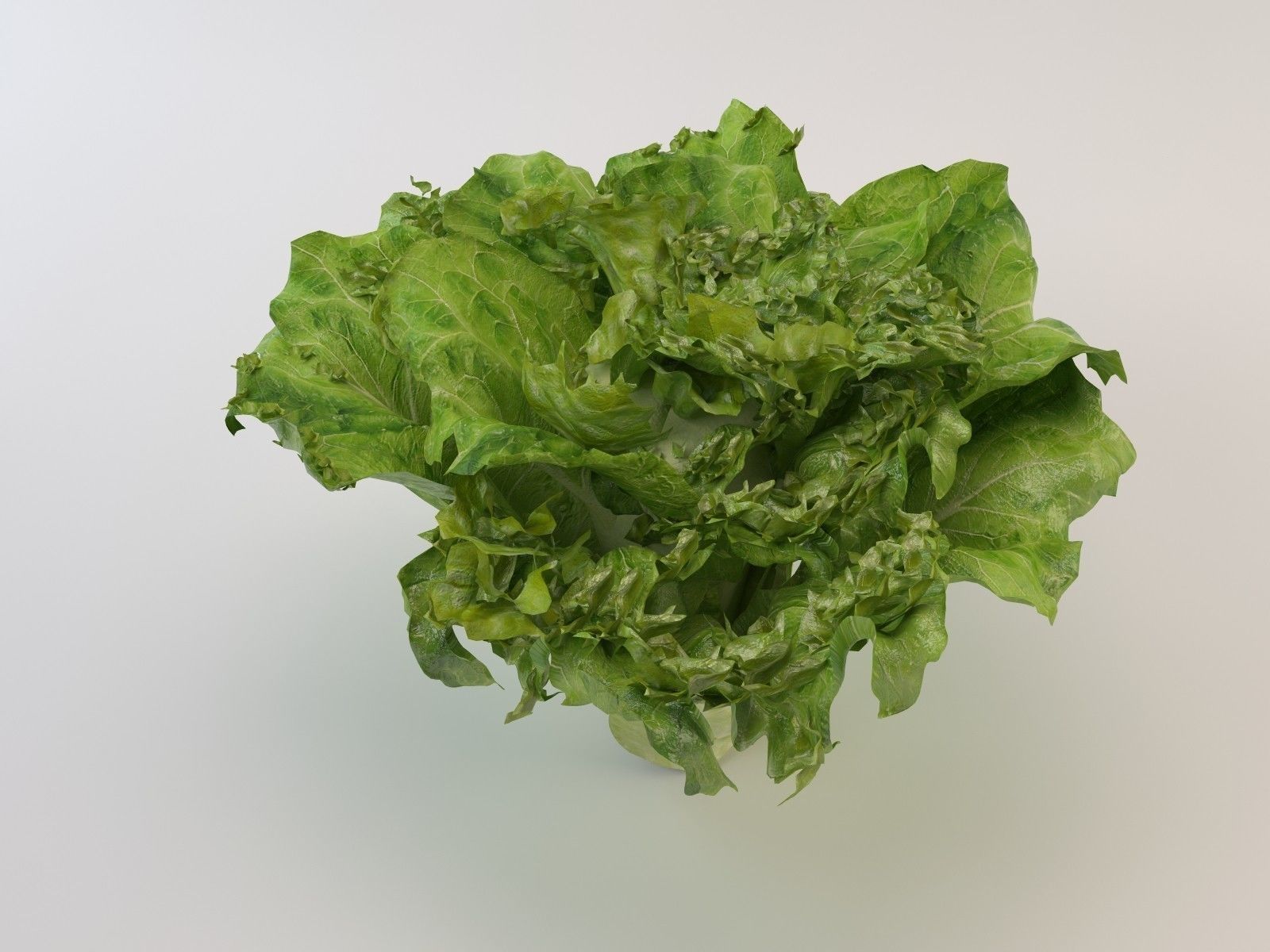 Lettuce 3D model | CGTrader
