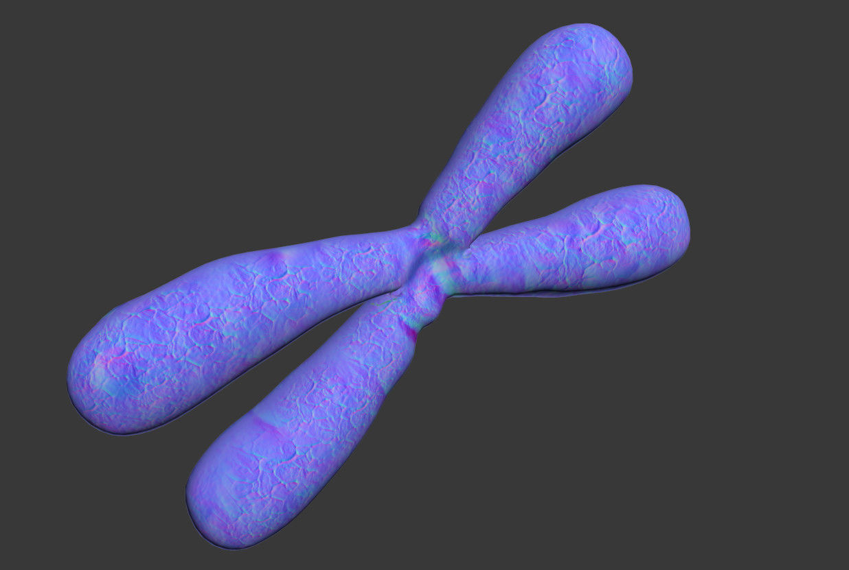 Detailed Chromosome 3D model | CGTrader
