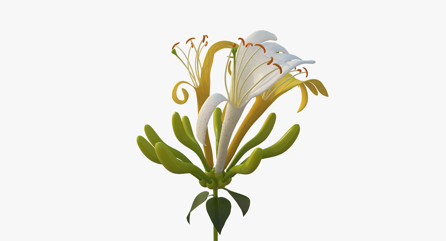 Honeysuckle Flower 3D model | CGTrader