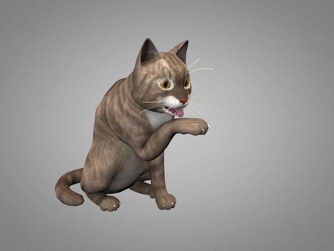 3D model Cat or kitty VR / AR / low-poly rigged animated | CGTrader