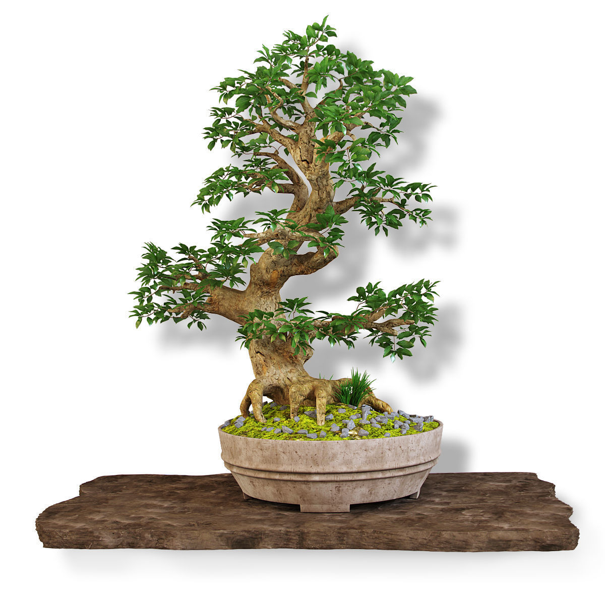 Bonsai tree 3D model | CGTrader