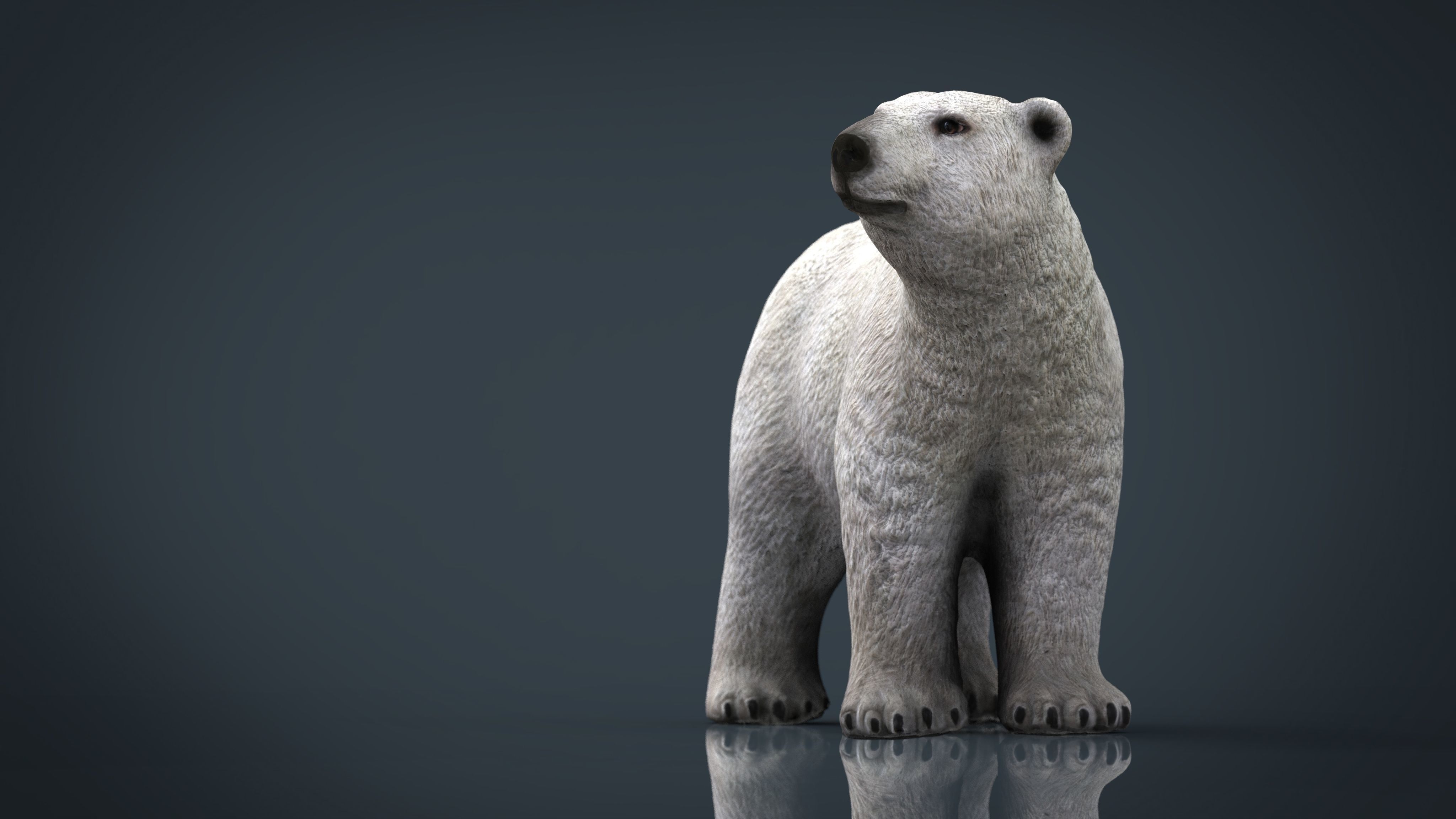 Polar Bear 3D model | CGTrader