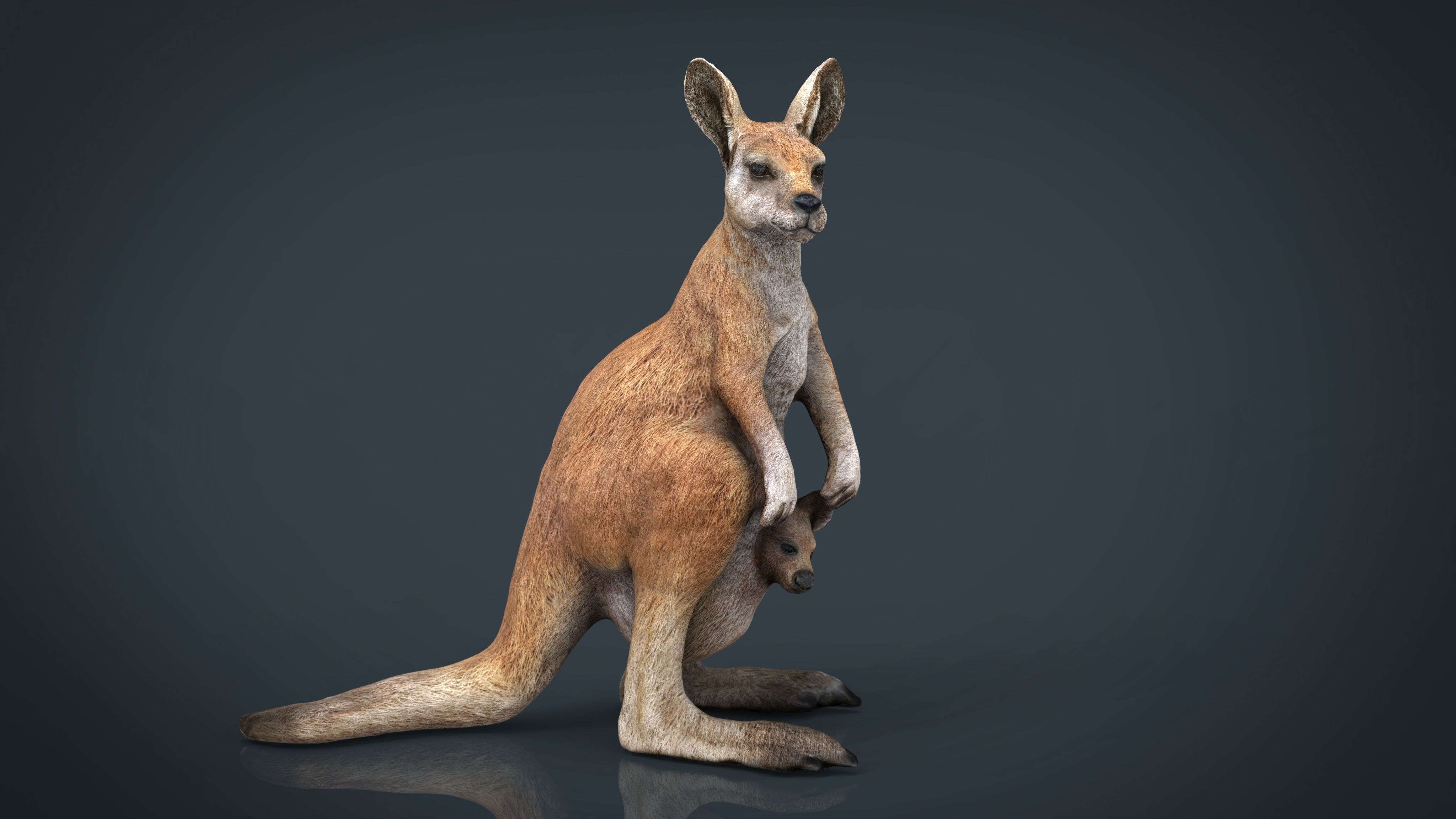 3D model KANGAROO VR / AR / low-poly | CGTrader