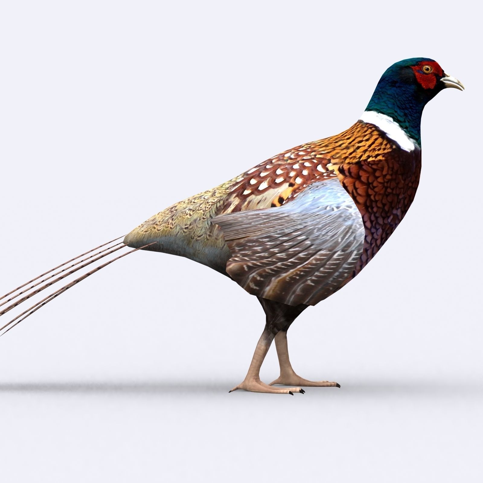 3D model 3DRT - Pheasant VR / AR / low-poly rigged animated | CGTrader