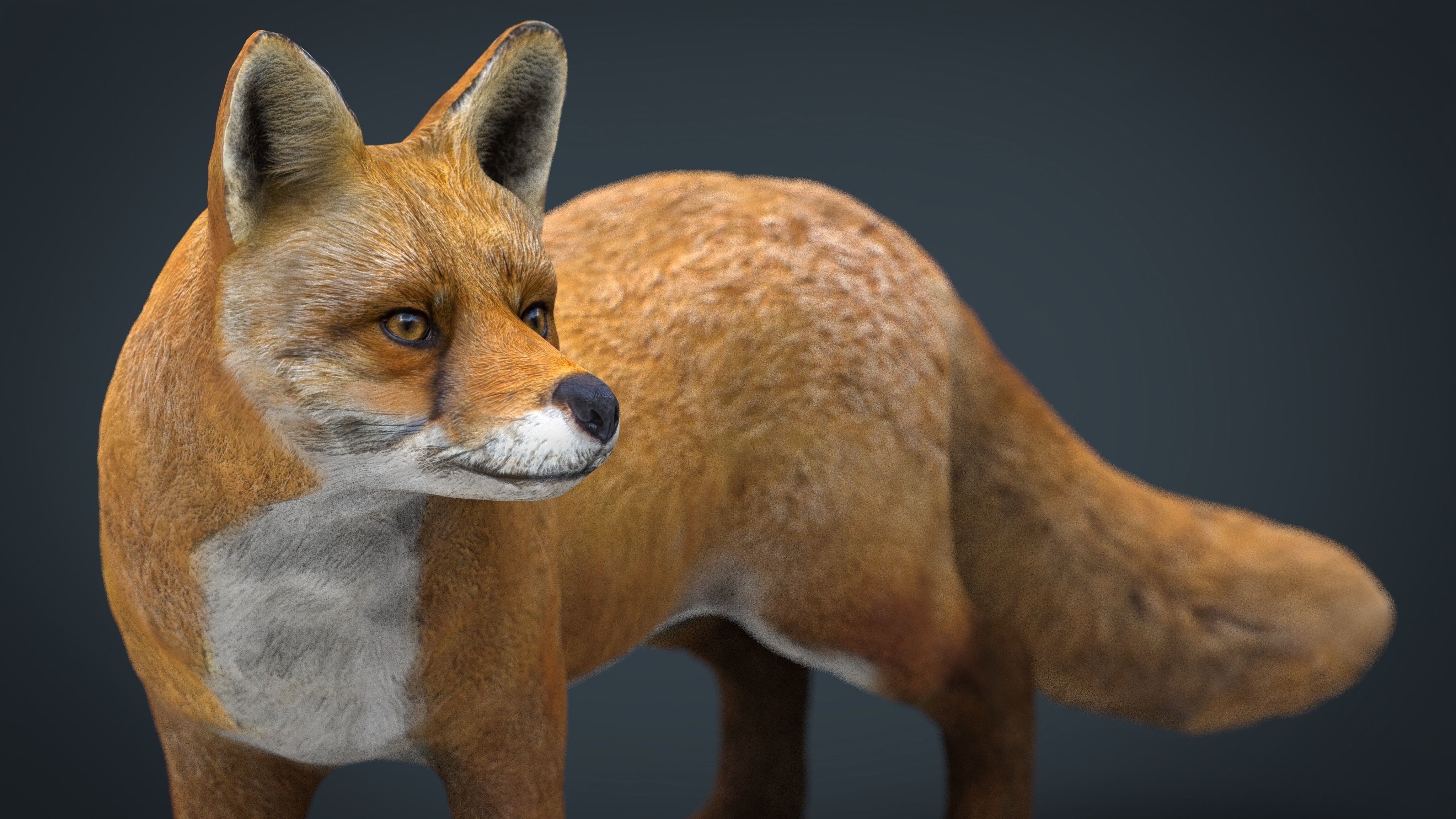 3D model Realistic Fox VR / AR / low-poly | CGTrader