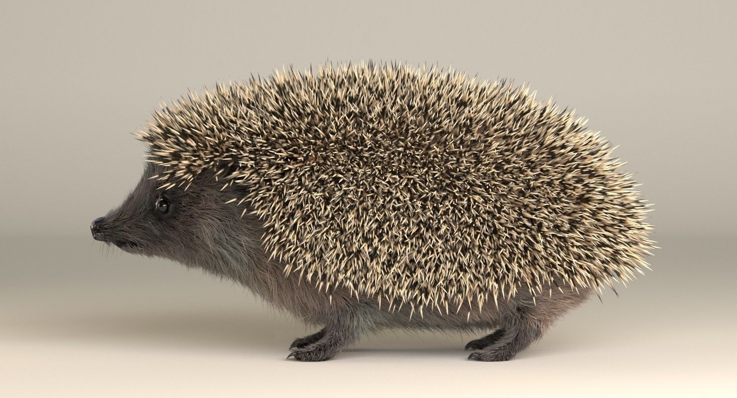 Hedgehog 3D model | CGTrader