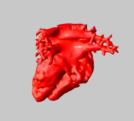 Anatomical Human Heart 3D Model 3D printable STL | CGTrader.com