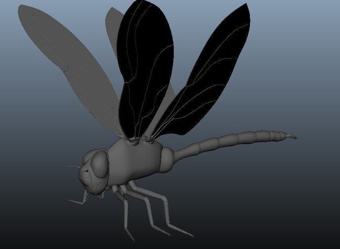 Dragonfly model - no rigging - no texture 3D model | CGTrader