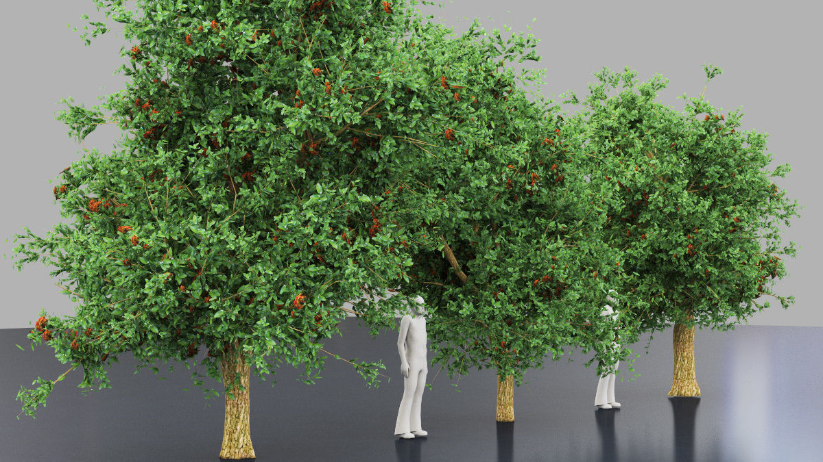 Citharexylum spinosum tree -Florida fiddlewood tree 3D model | CGTrader