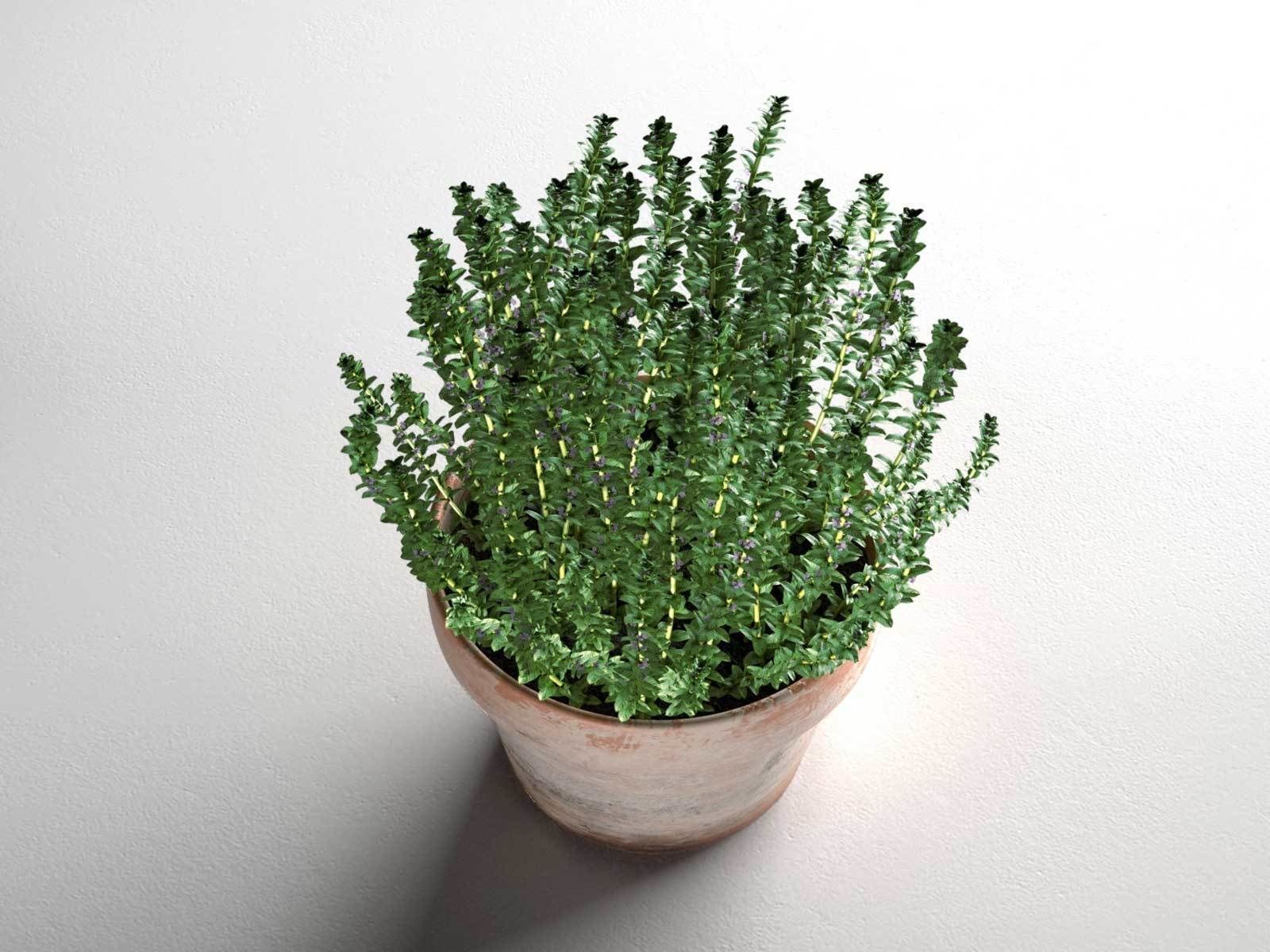 Thyme in Pot 3D model | CGTrader