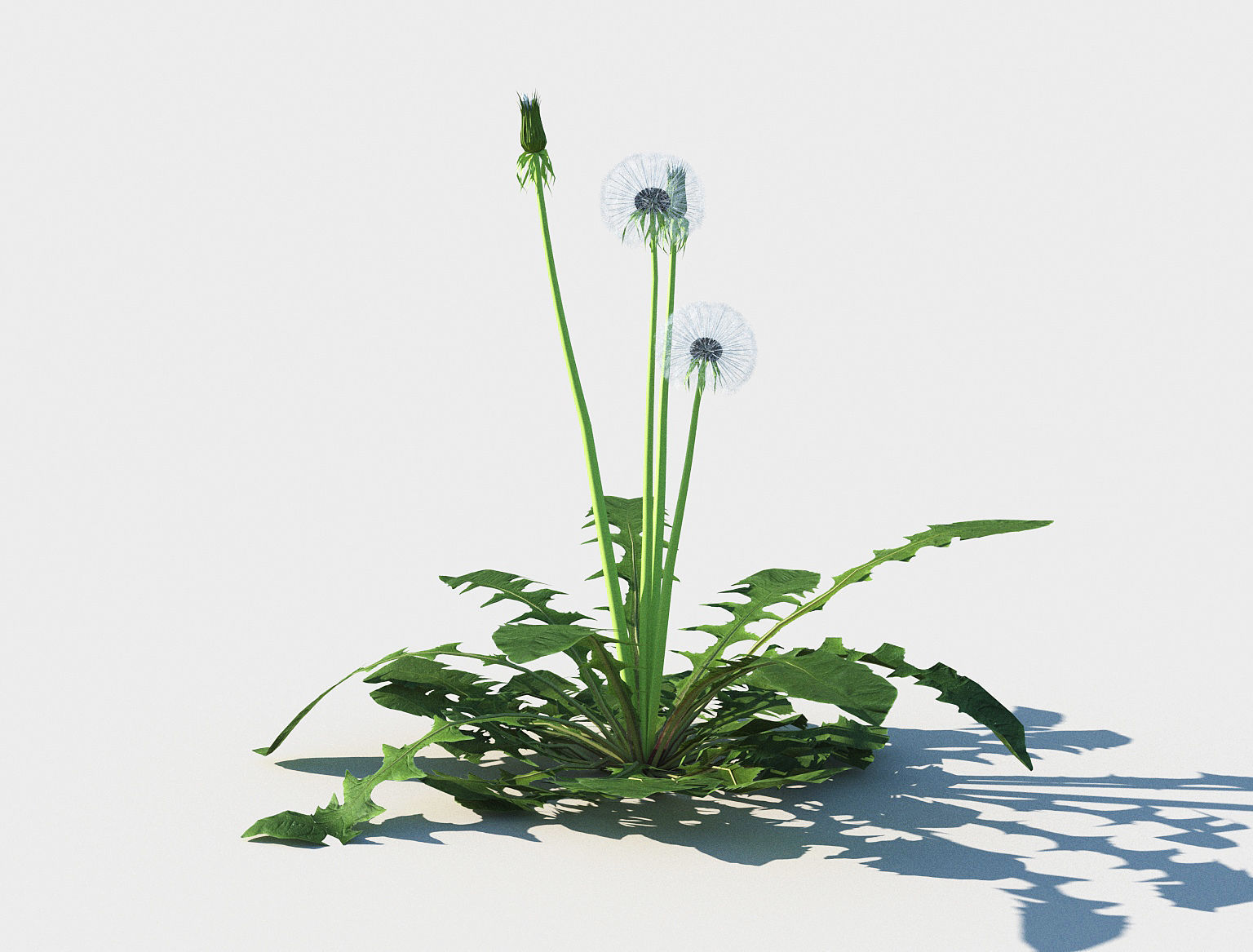 3D model Dandelion VR / AR / low-poly | CGTrader
