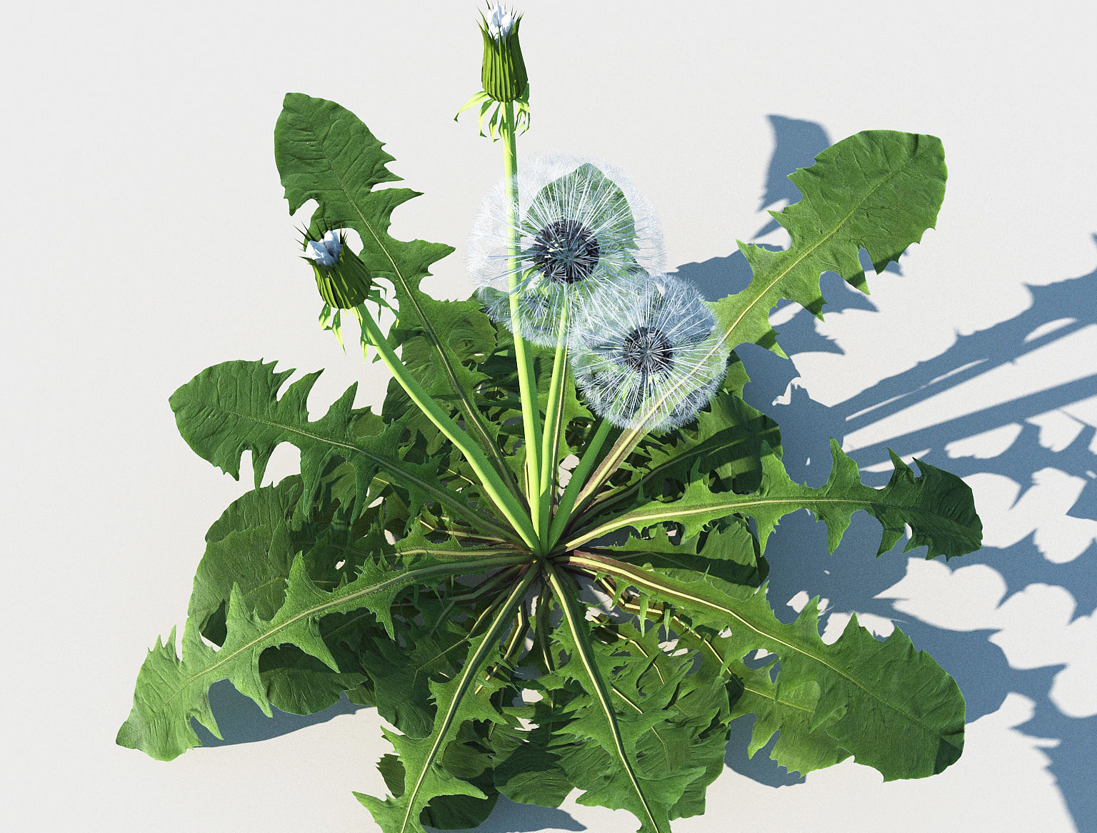 3D model Dandelion VR / AR / low-poly | CGTrader