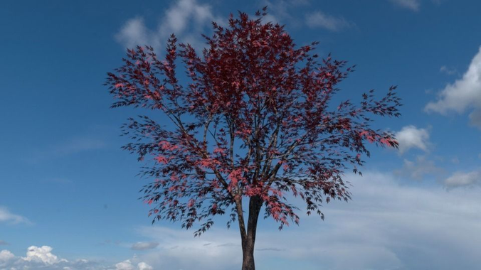 Red Japanese Tree free 3D model | CGTrader