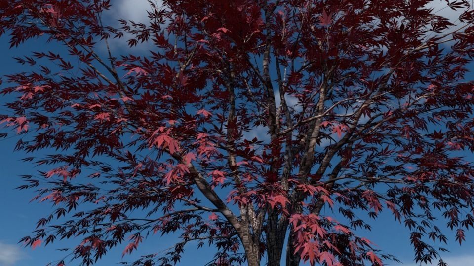 Red Japanese Tree free 3D model | CGTrader