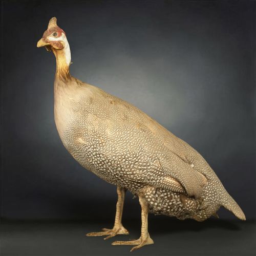 3D model Bird Photorealistic Posed VR / AR / low-poly | CGTrader