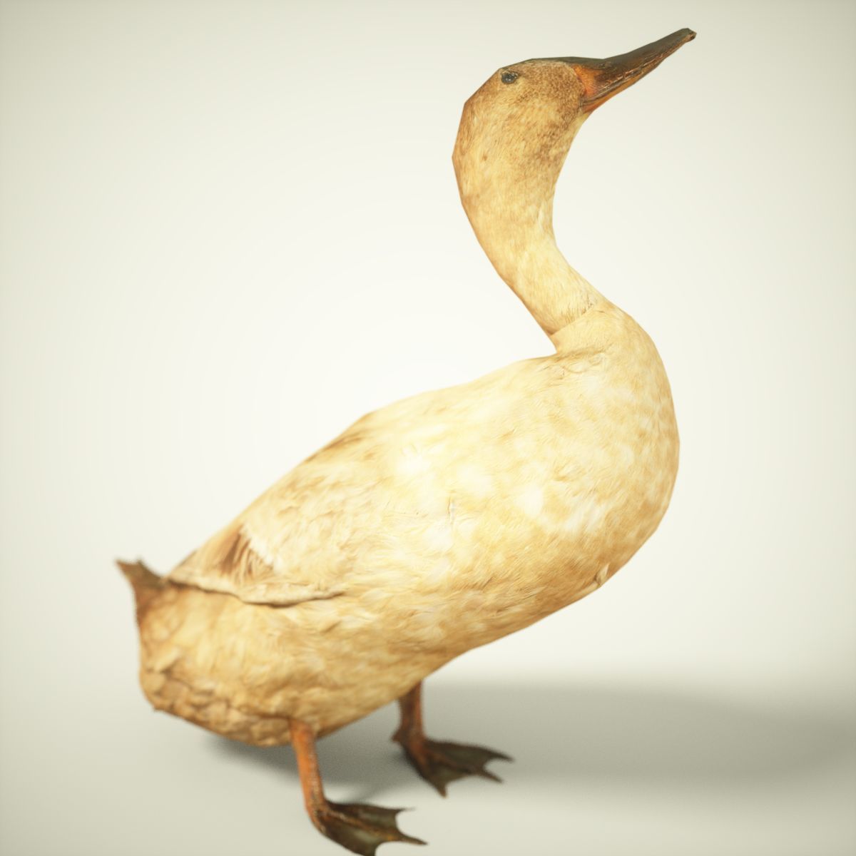 3D model Duck Photorealistic Posed VR / AR / low-poly | CGTrader