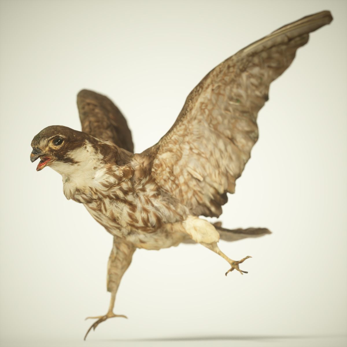 3D model Bird Photorealistic Posed VR / AR / low-poly | CGTrader