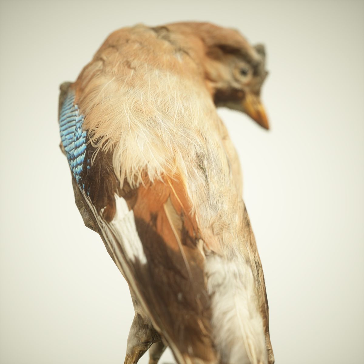3D model Bird Photorealistic Posed VR / AR / low-poly | CGTrader