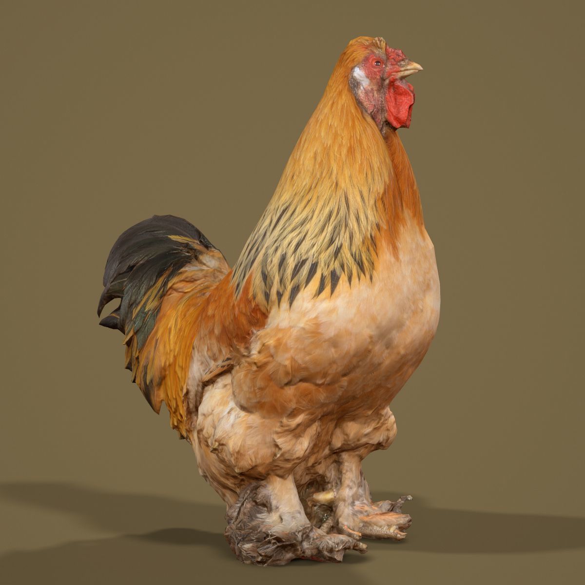 3D model Rooster Photorealistic Posed VR / AR / low-poly | CGTrader