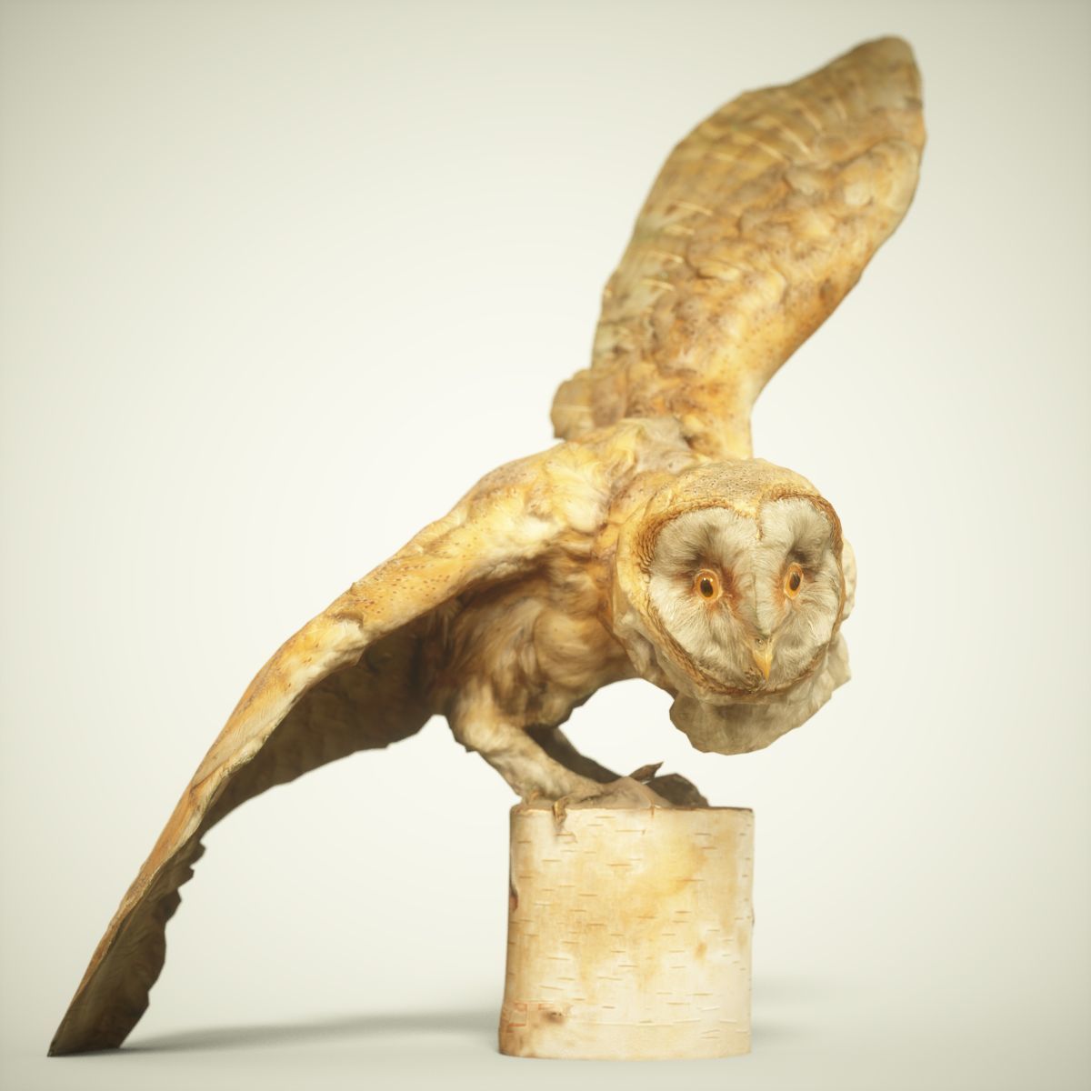 3D model Owl Photorealistic Posed VR / AR / low-poly | CGTrader
