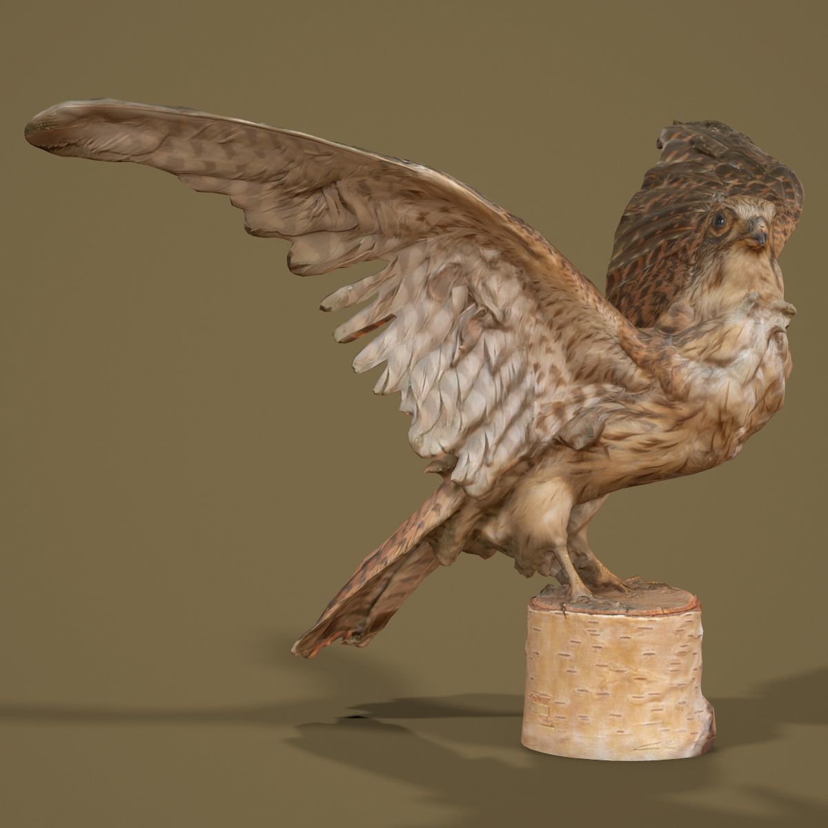 3D model Bird Photorealistic Posed VR / AR / low-poly | CGTrader