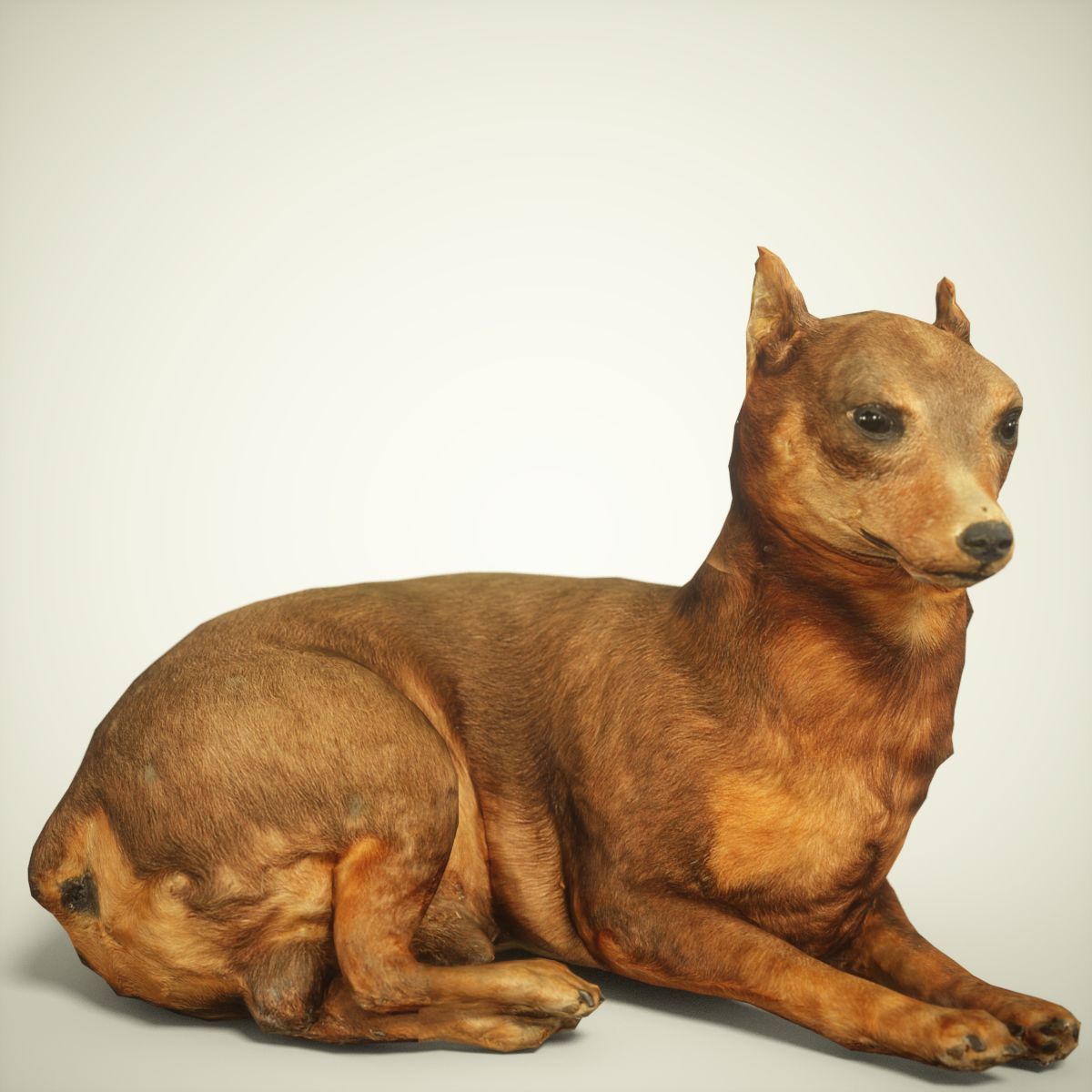 3D model 36 Animal Models Master Collection VR / AR / low-poly | CGTrader