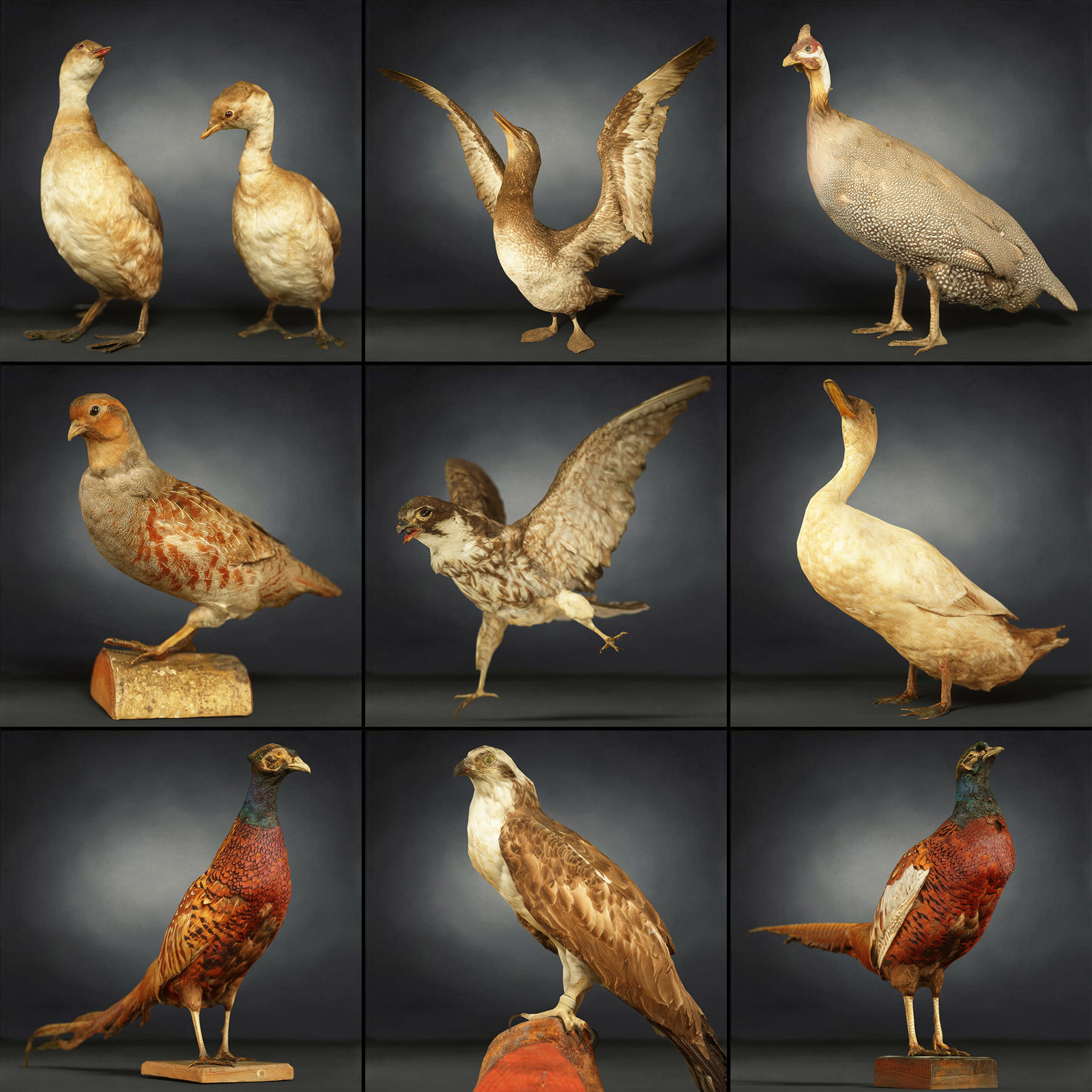 3D model 36 Animal Models Master Collection VR / AR / low-poly | CGTrader