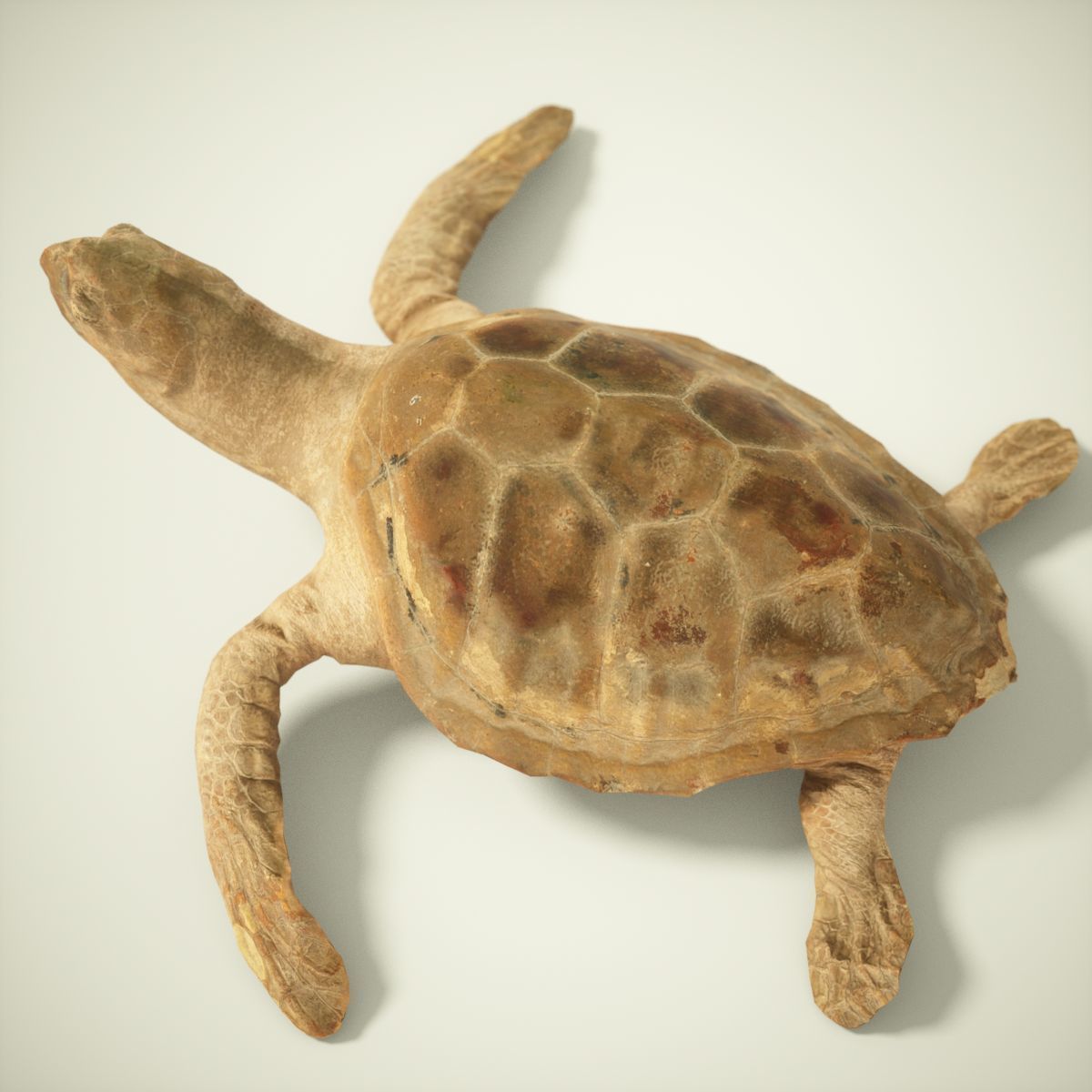 3D model 36 Animal Models Master Collection VR / AR / low-poly | CGTrader