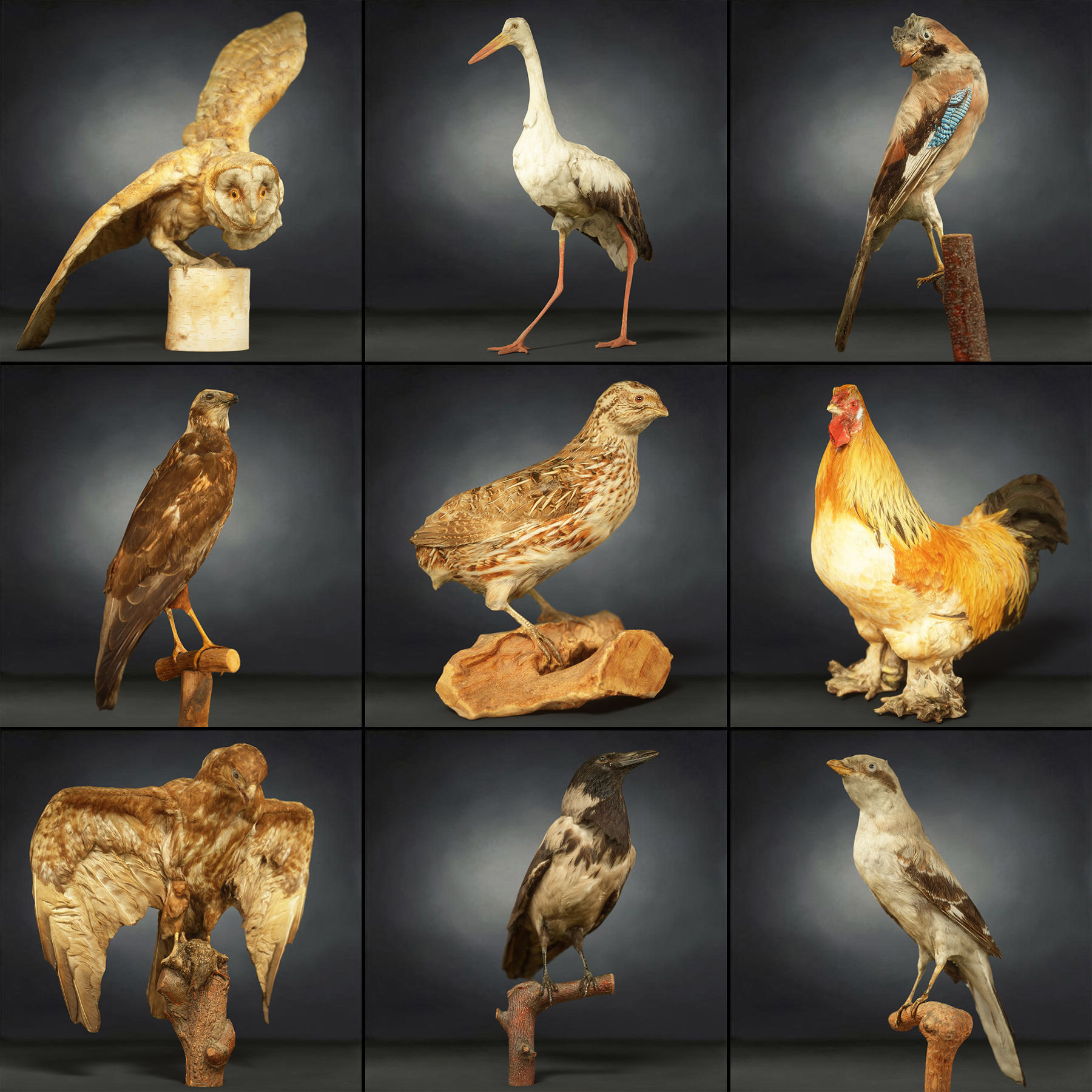 3D model 36 Animal Models Master Collection VR / AR / low-poly | CGTrader