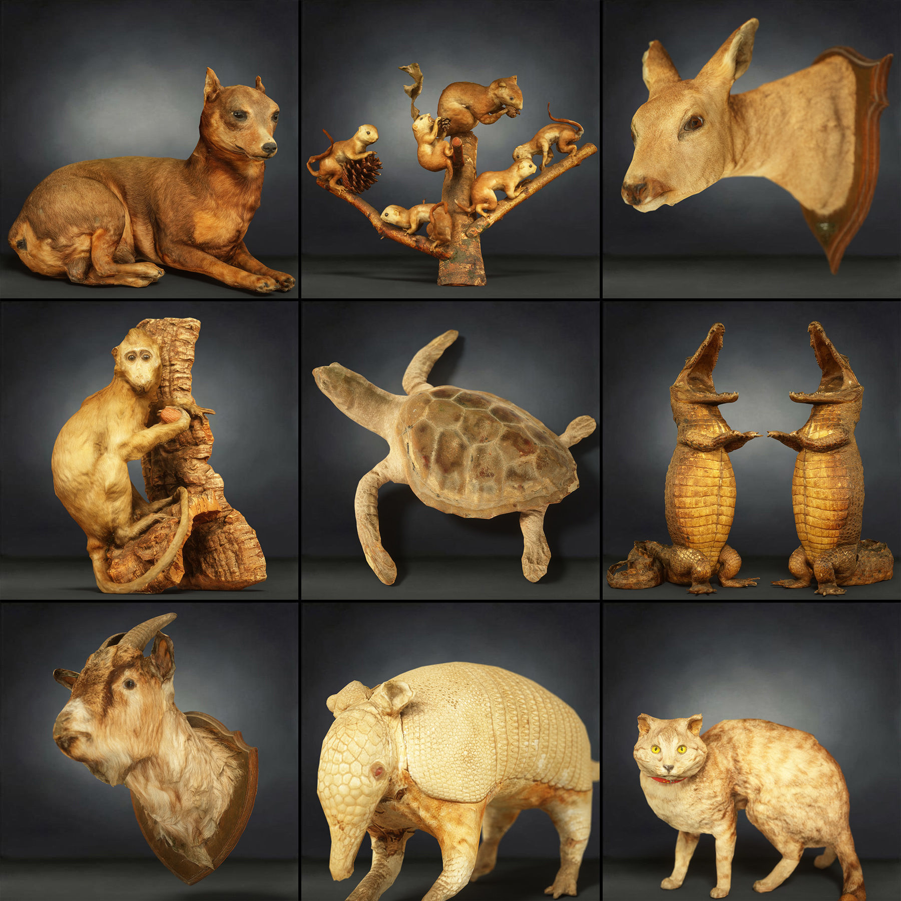 3D model 36 Animal Models Master Collection VR / AR / low-poly | CGTrader