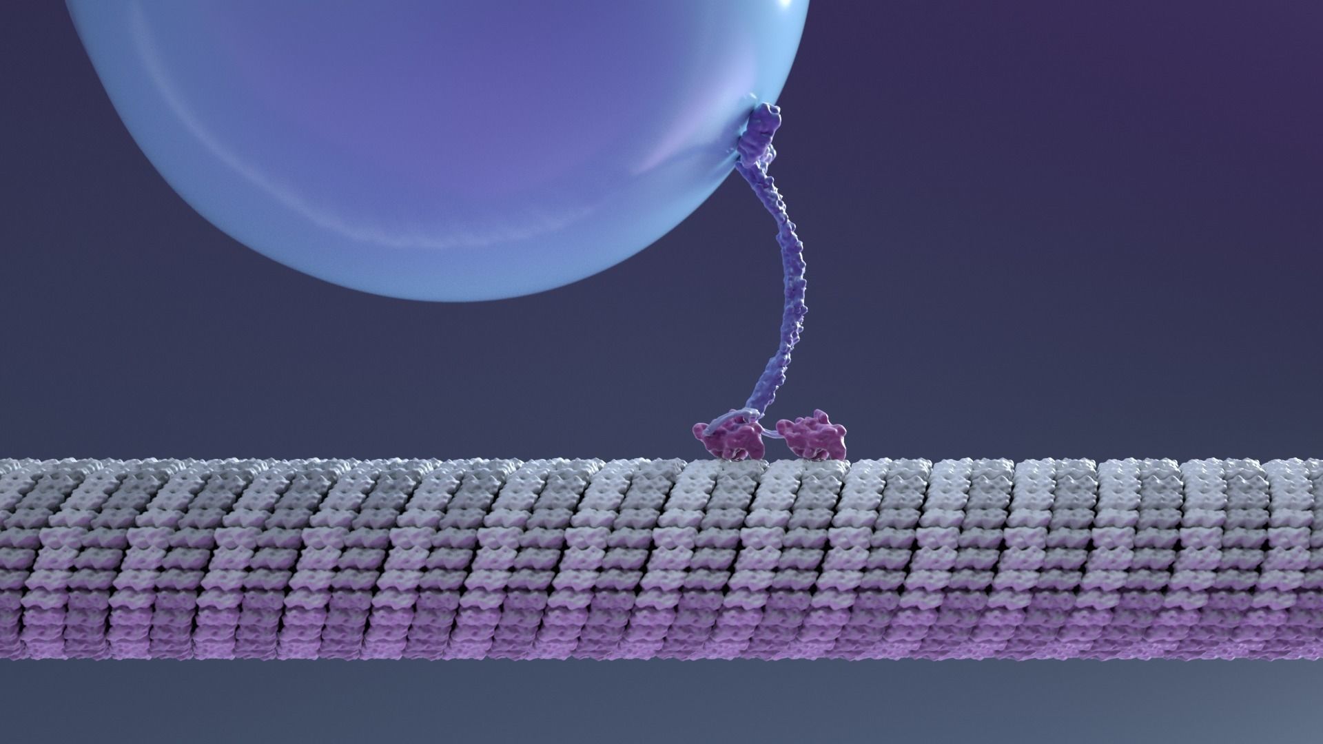 Kinesin Walking Protein 3D model animated rigged | CGTrader