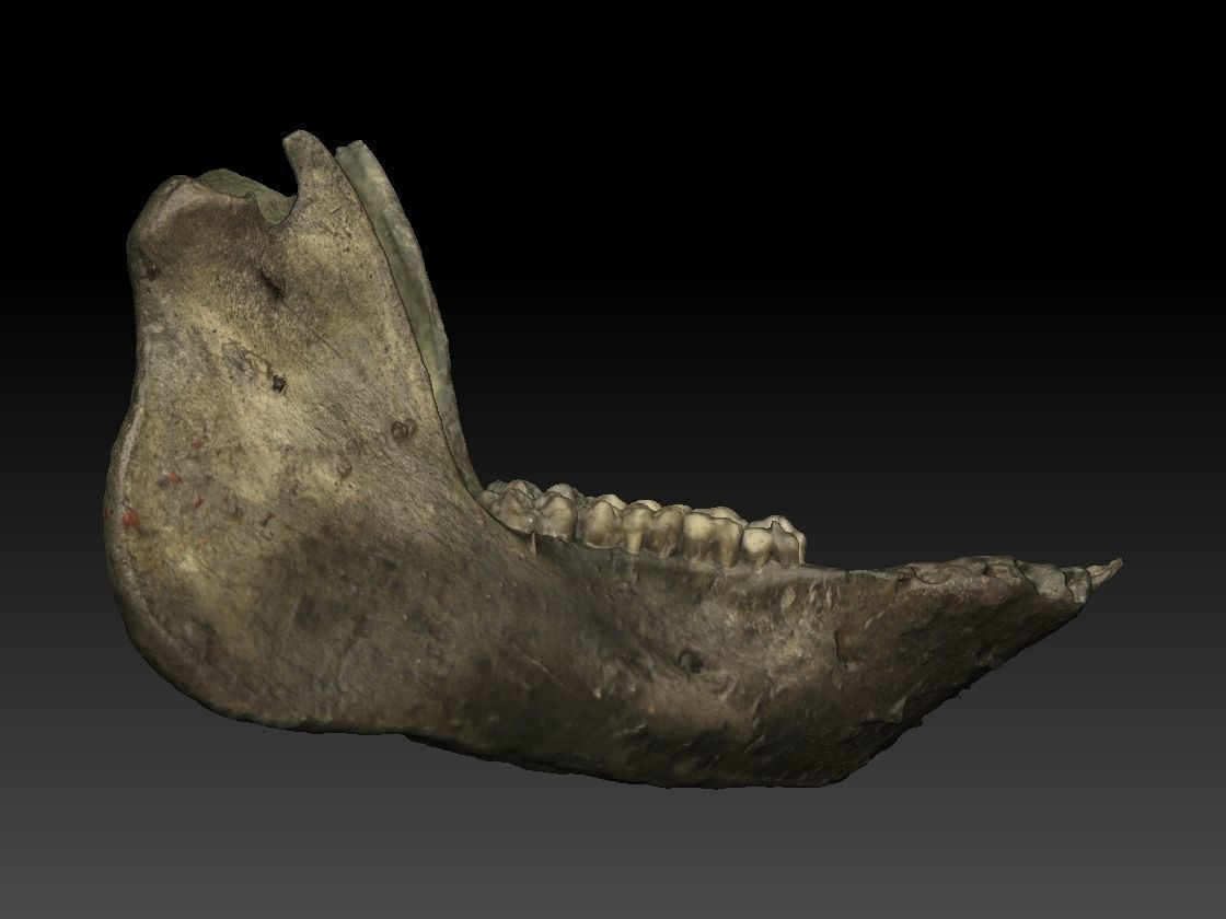 Pig Jaw Bone And Teeth Scan free 3D model | CGTrader