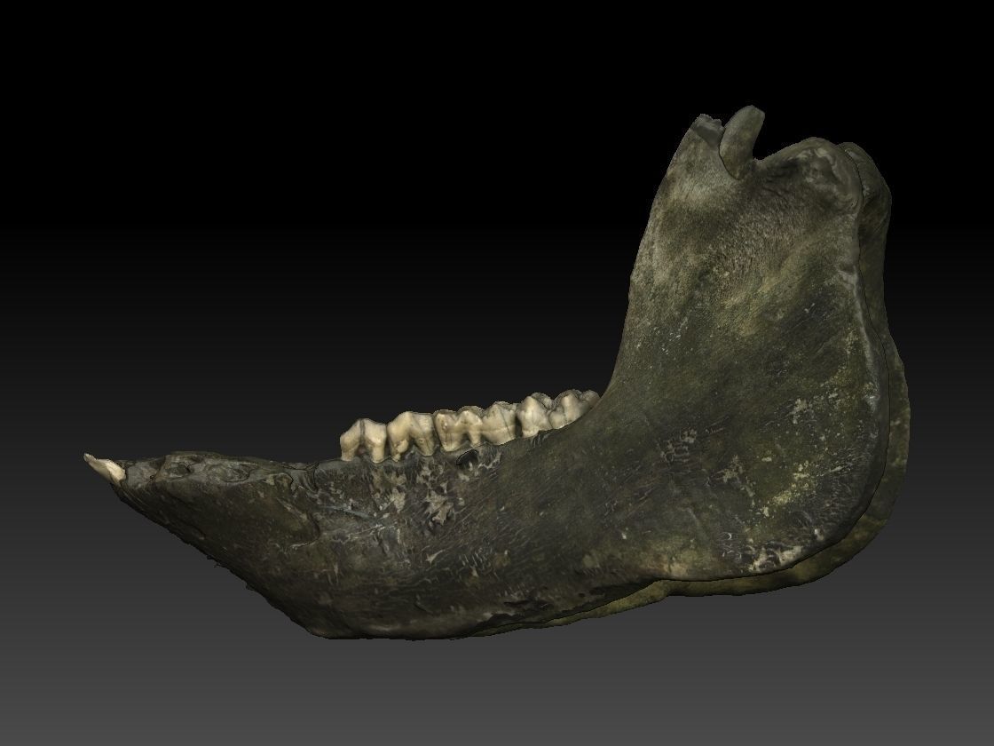 Pig Jaw Bone And Teeth Scan free 3D model | CGTrader