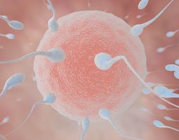 Fertilization 3D Models | CGTrader