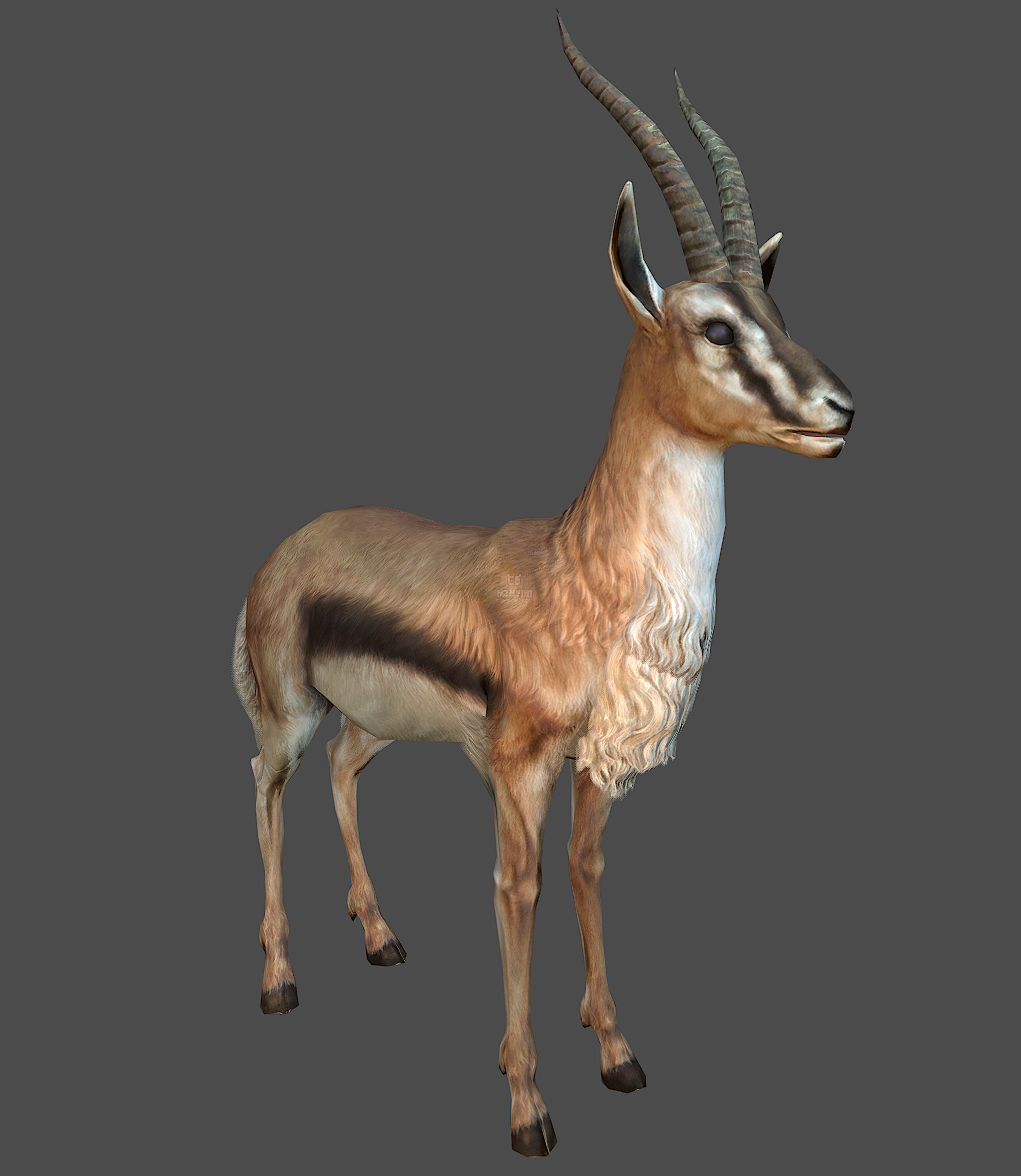 3D model antelope goat caprine sheep lamb deer animation VR / AR / low ...
