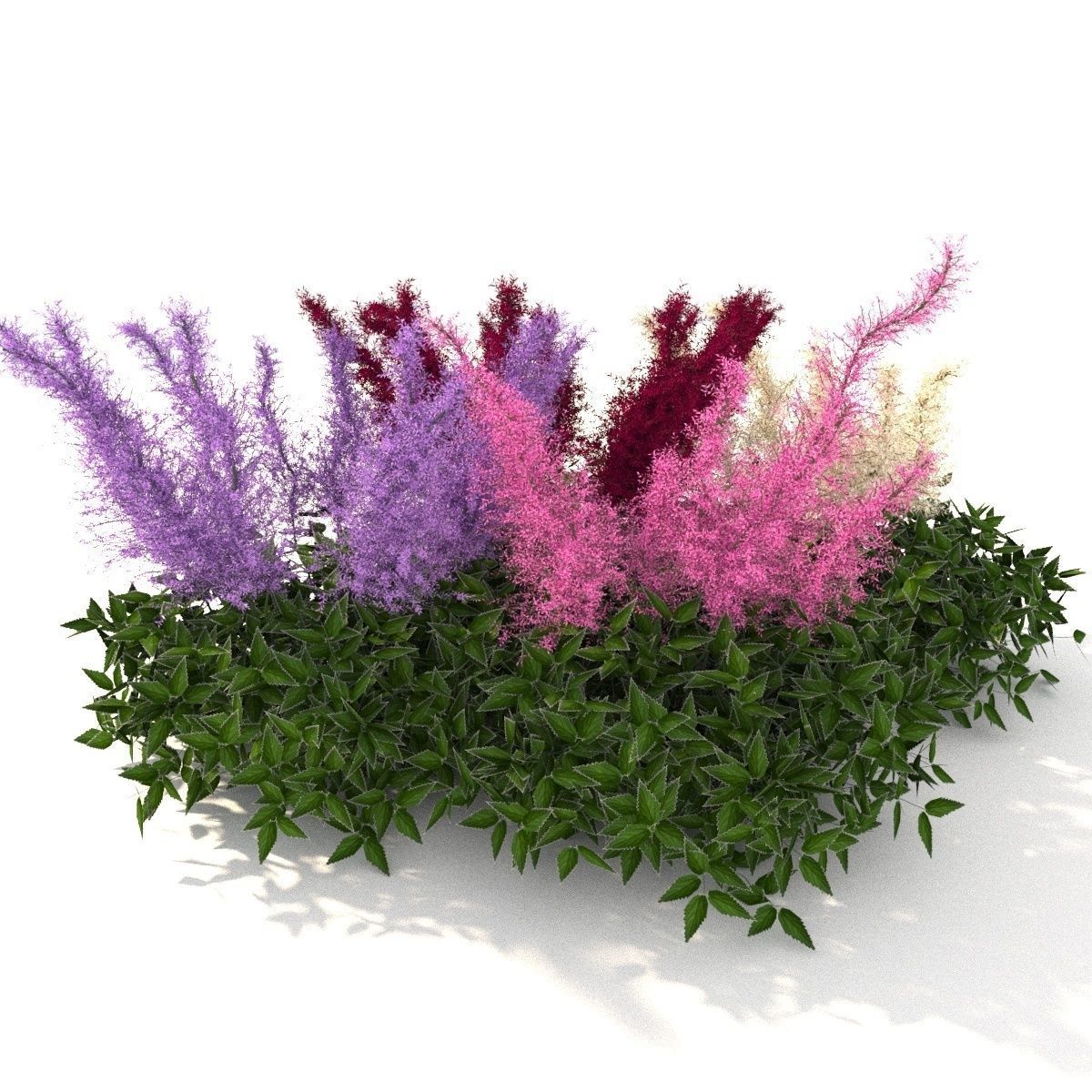Astilbe 3D model rigged | CGTrader