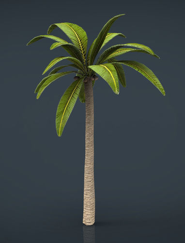 3D model Palm tree VR / AR / low-poly | CGTrader