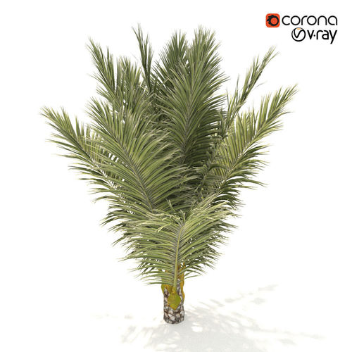 Date Palm 3D model | CGTrader