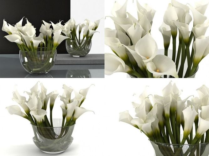 Calla Lily 3D model | CGTrader
