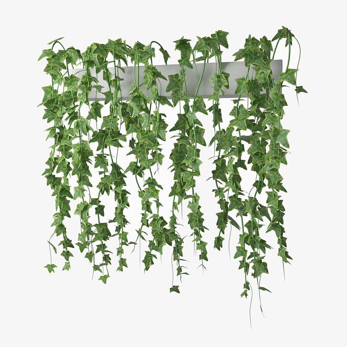 Ivy in pot 03 3D model | CGTrader