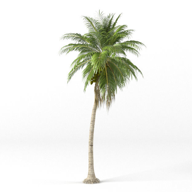 Coconut tree 3D model | CGTrader