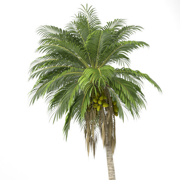 Coconut tree 3D model | CGTrader