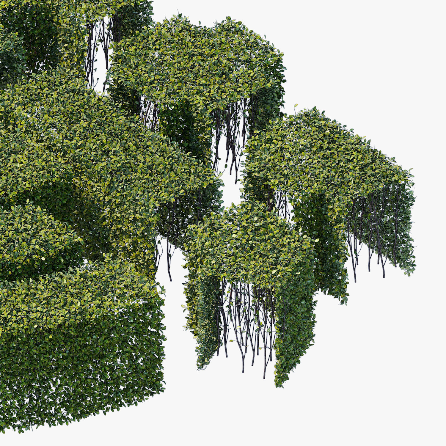 Hedge 300x450 3D model | CGTrader