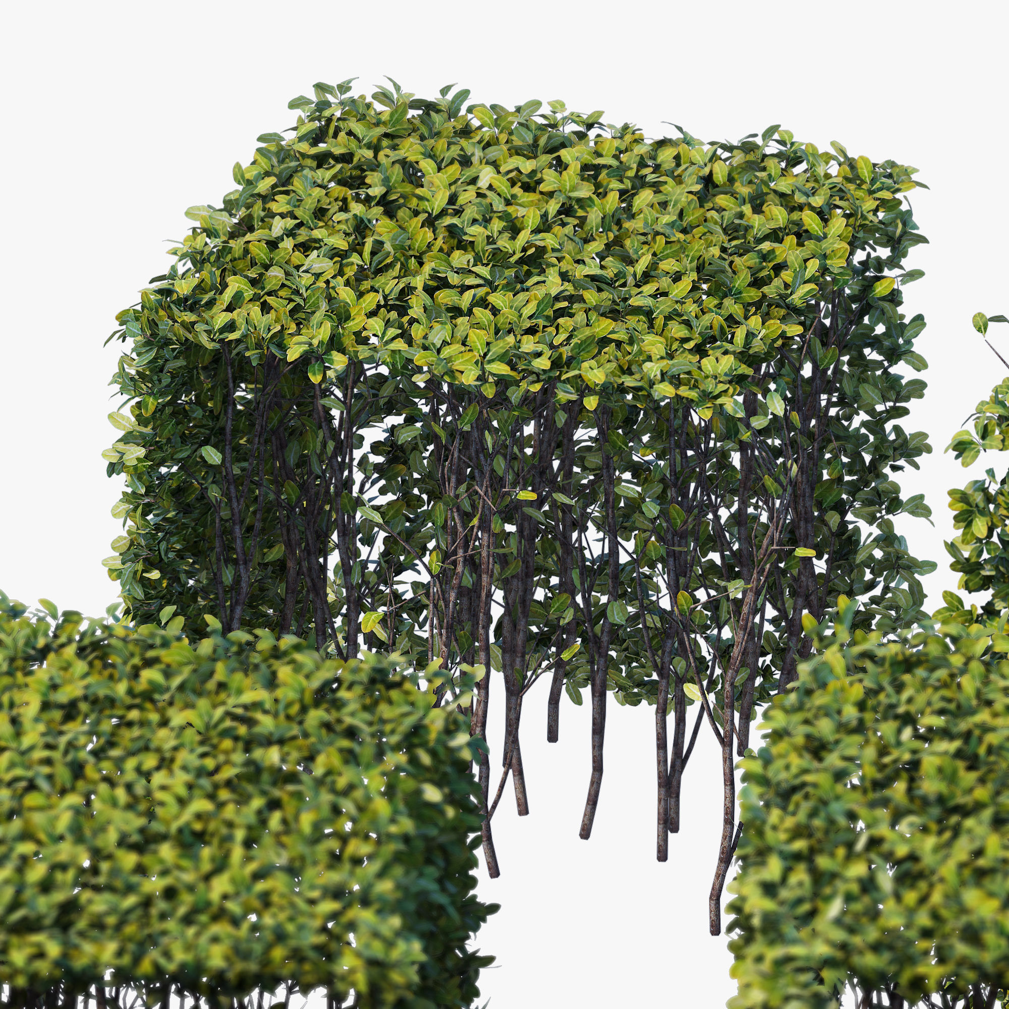 Hedge 400x400 3D model | CGTrader