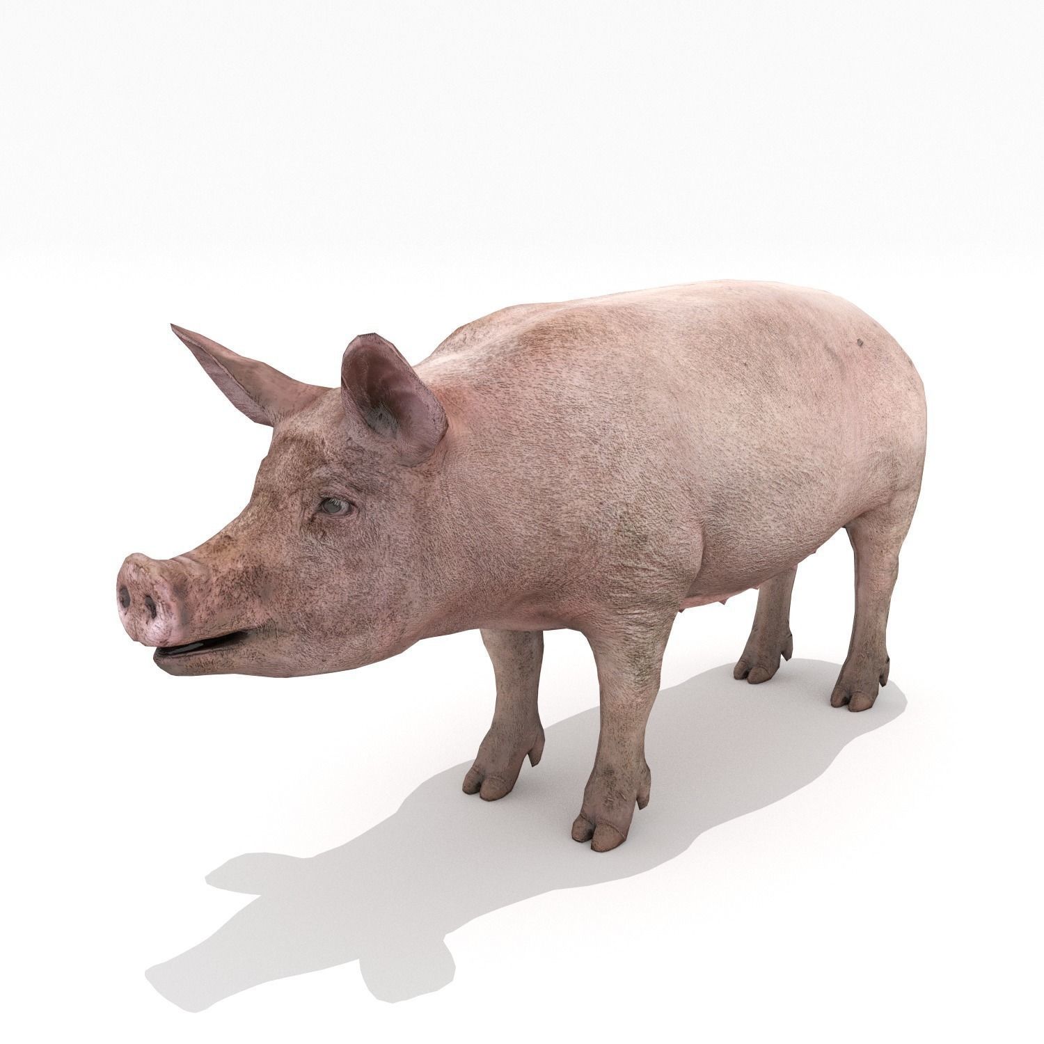 3D model Pig - Realistic VR / AR / low-poly | CGTrader