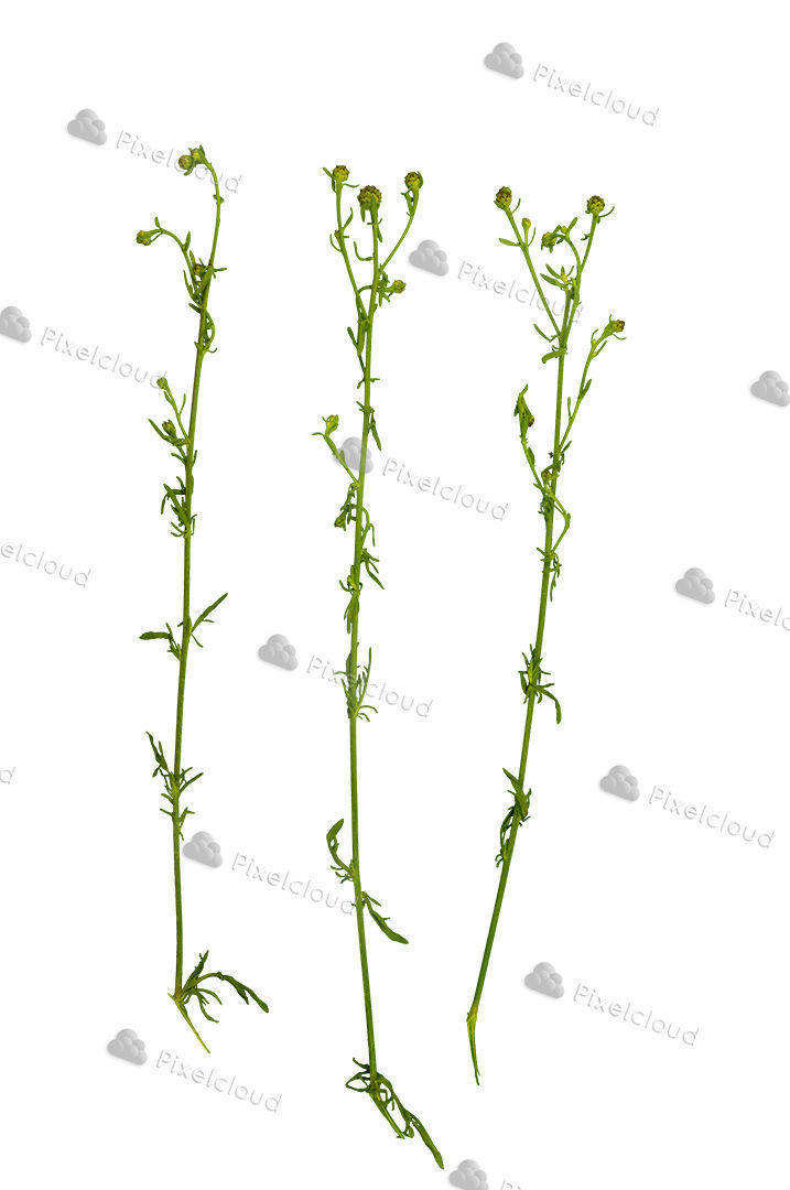 Isolated grass textures Texture | CGTrader