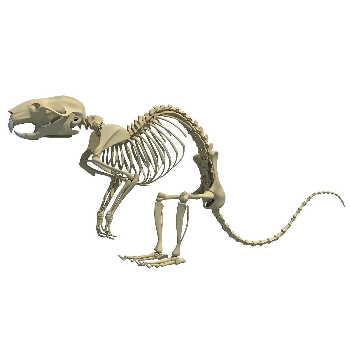 Rat Skeleton 3D model | CGTrader