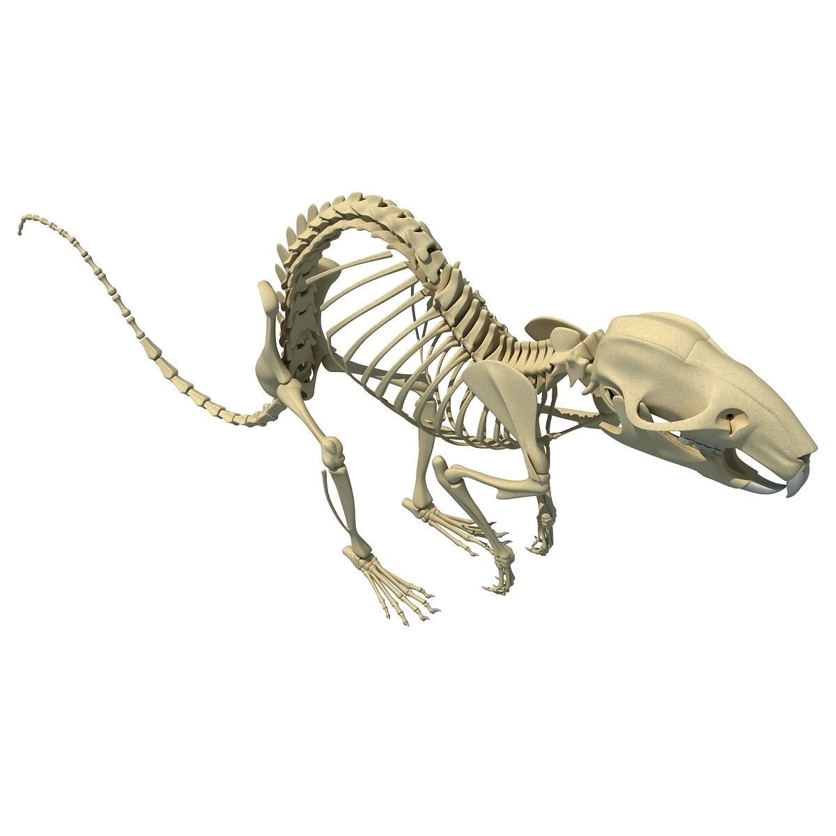 Rat Skeleton 3D model | CGTrader