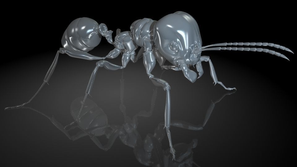 3D model Insect Collection 1 ant VR / AR / low-poly | CGTrader